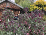 How to Grow Purple Tree Collards: A Complete Guide