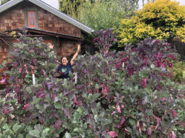 How to Grow Purple Tree Collards: A Complete Guide