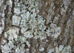 Complete Guide to Garden Lichens: Harmful or Helpful?