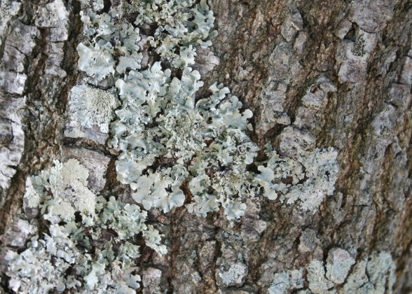 Complete Guide to Garden Lichens: Harmful or Helpful?