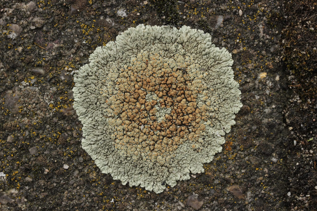 Complete Guide to Garden Lichens: Harmful or Helpful?