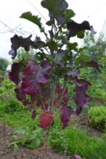 How to Grow Purple Tree Collards: A Complete Guide