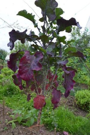 How to Grow Purple Tree Collards: A Complete Guide