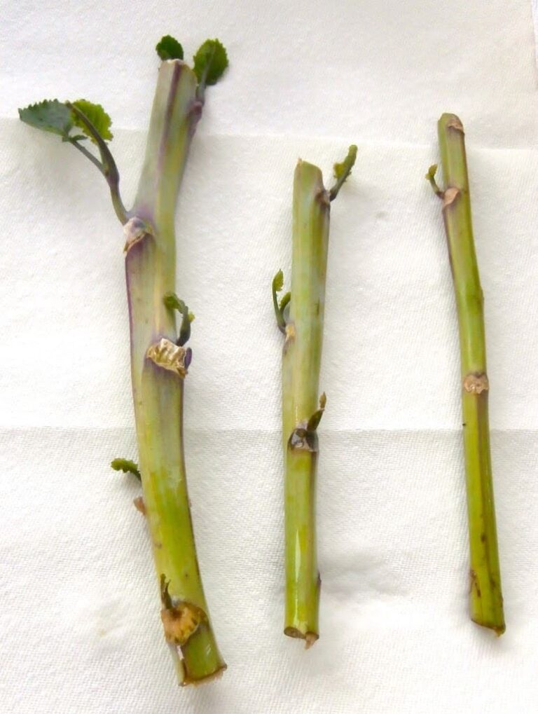 How to Grow Purple Tree Collards: A Complete Guide