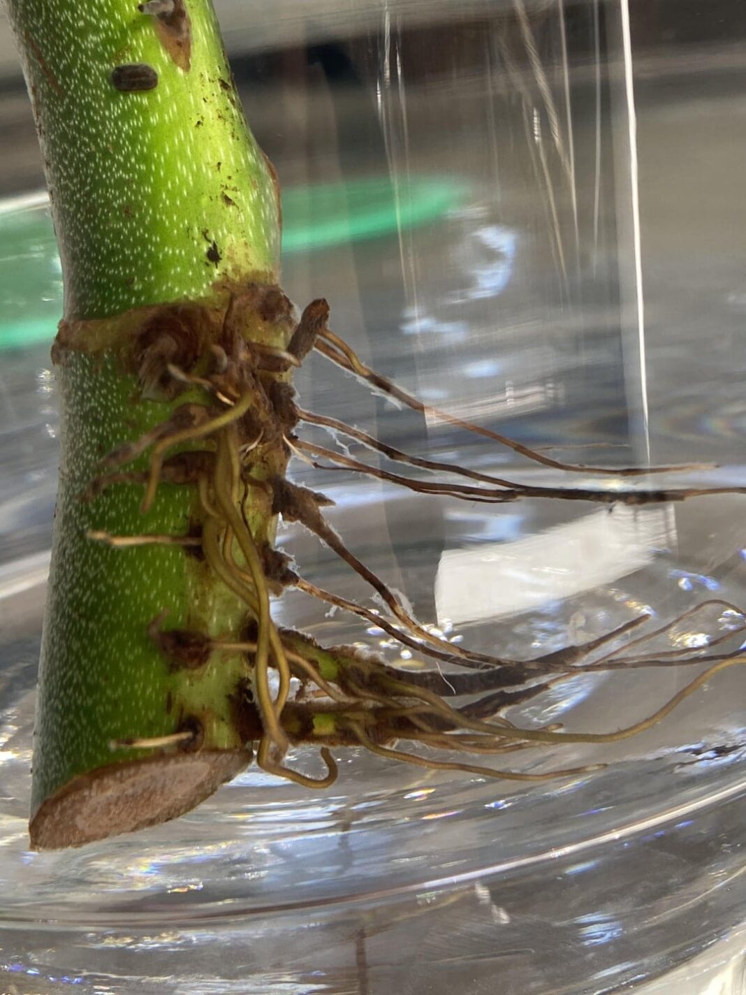 How to Propagate Plants in Water: Easy Step-by-Step Method