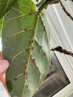 Fiddle Leaf Fig Problems & How to Solve Them With Easy Fixes