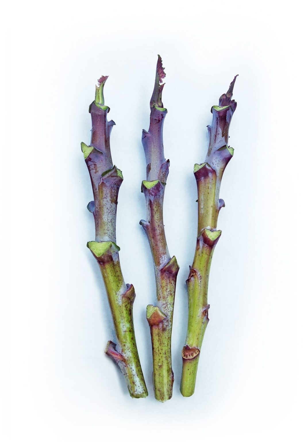 How to Grow Purple Tree Collards: A Complete Guide