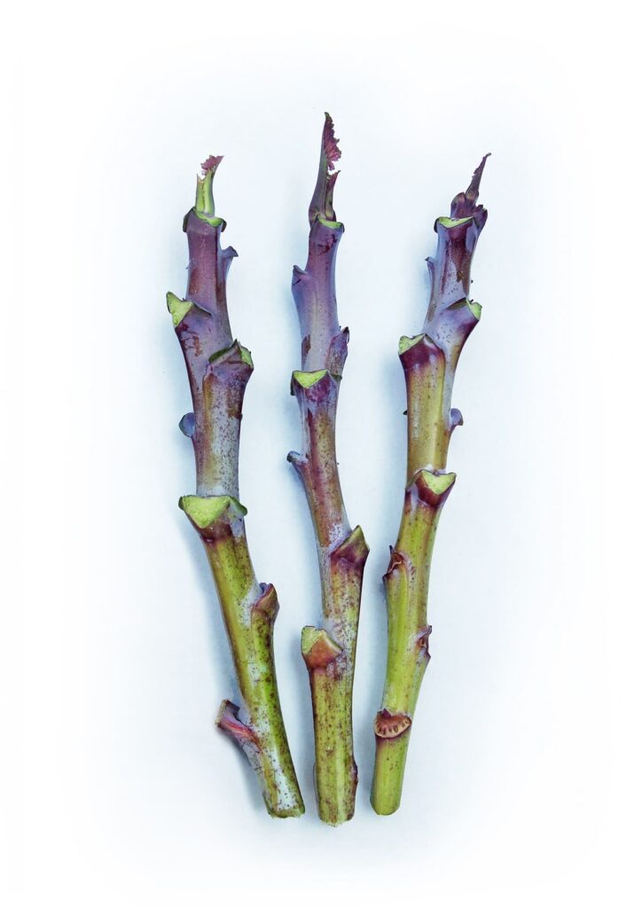 How to Grow Purple Tree Collards: A Complete Guide