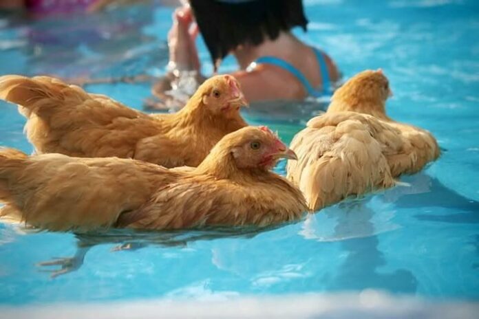 Can Chickens Swim? A Surprising Truth About Chickens & Water