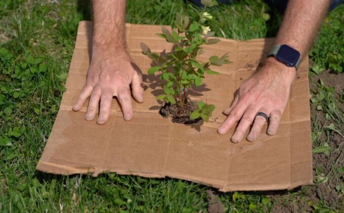 How to Use Cardboard For Eco-Friendly Weed Control In Garden