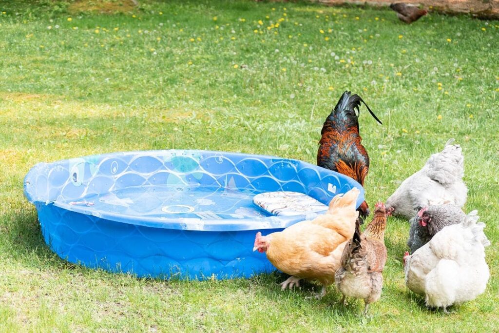 Can Chickens Swim? A Surprising Truth About Chickens & Water