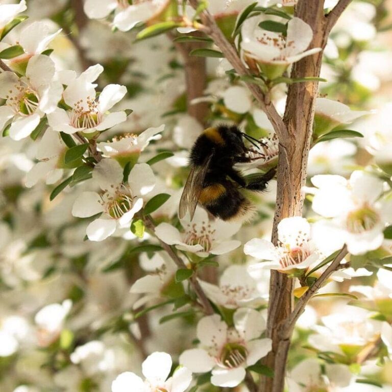 How to Grow Manuka: A Gardener’s Guide with Expert Tips