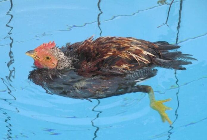 Can Chickens Swim? A Surprising Truth About Chickens & Water