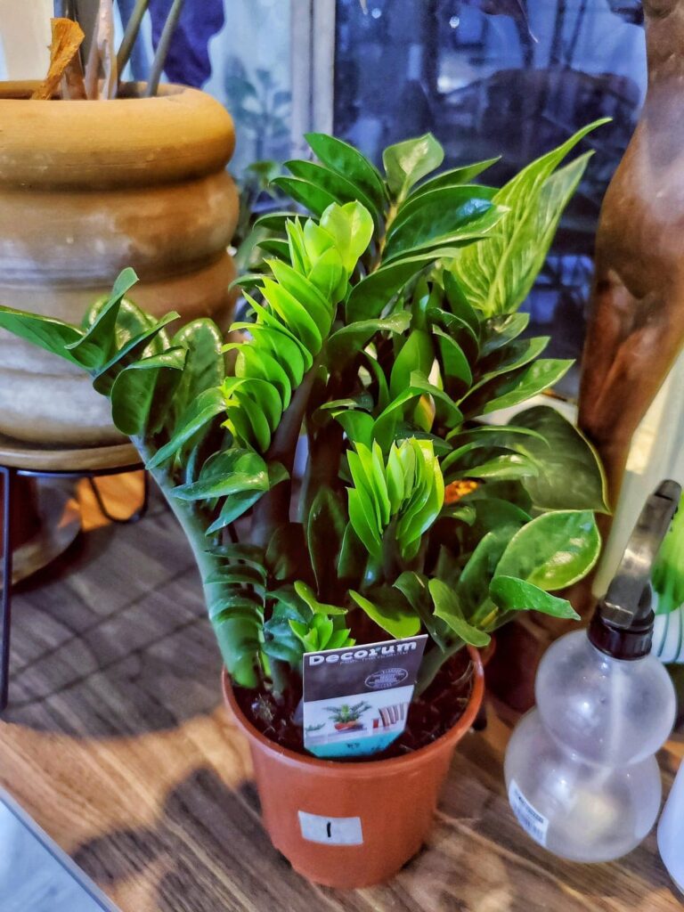 ZZ Plant Care Guide: Everything You Need to Know In 2025
