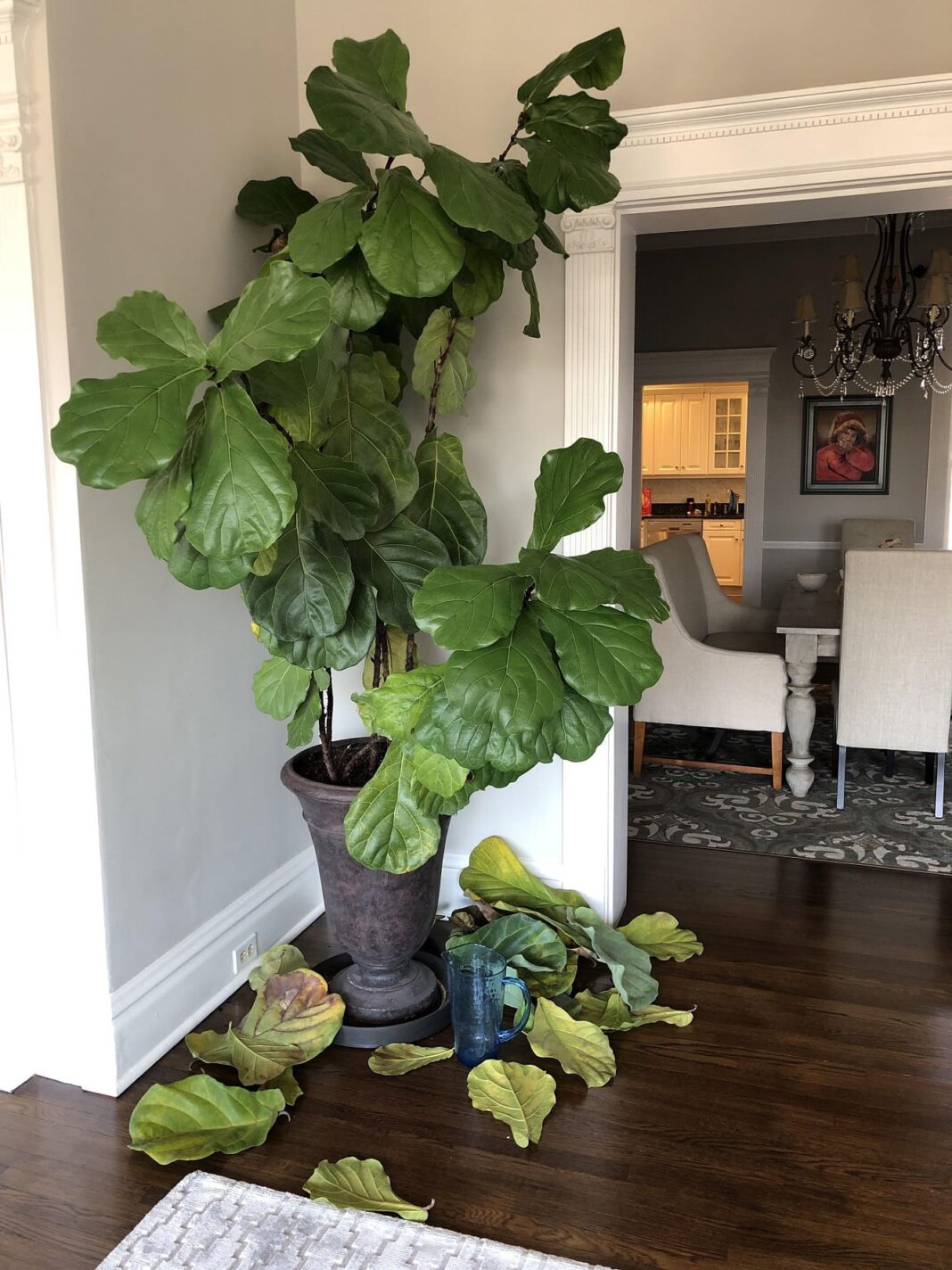Fiddle Leaf Fig Problems & How to Solve Them With Easy Fixes