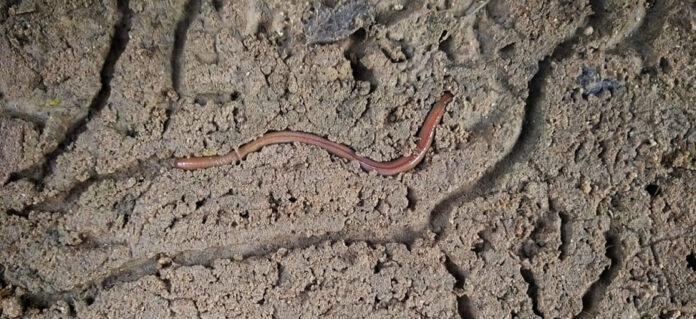 Why Your Garden Needs Earthworms And How to Attract Them