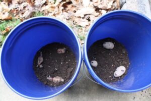 How to Grow Potatoes in Buckets (Even in Small Spaces!)