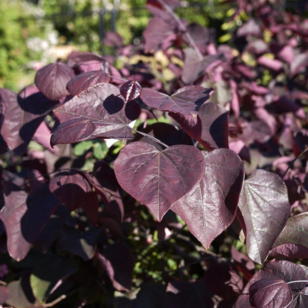 100+ Purple Leaf Plants To Create a Dramatic Garden Display