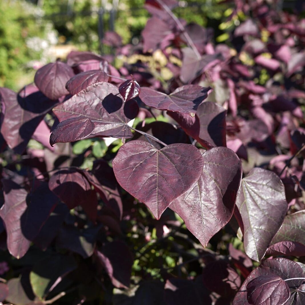 100+ Purple Leaf Plants To Create a Dramatic Garden Display