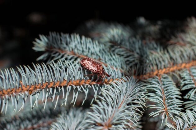 50+ Common Christmas Tree Bugs And How to Get Rid Of Them