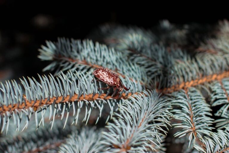 50+ Common Christmas Tree Bugs And How to Get Rid Of Them