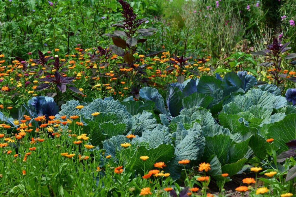 Companion Planting Guide: 422 Plant Combinations That Work
