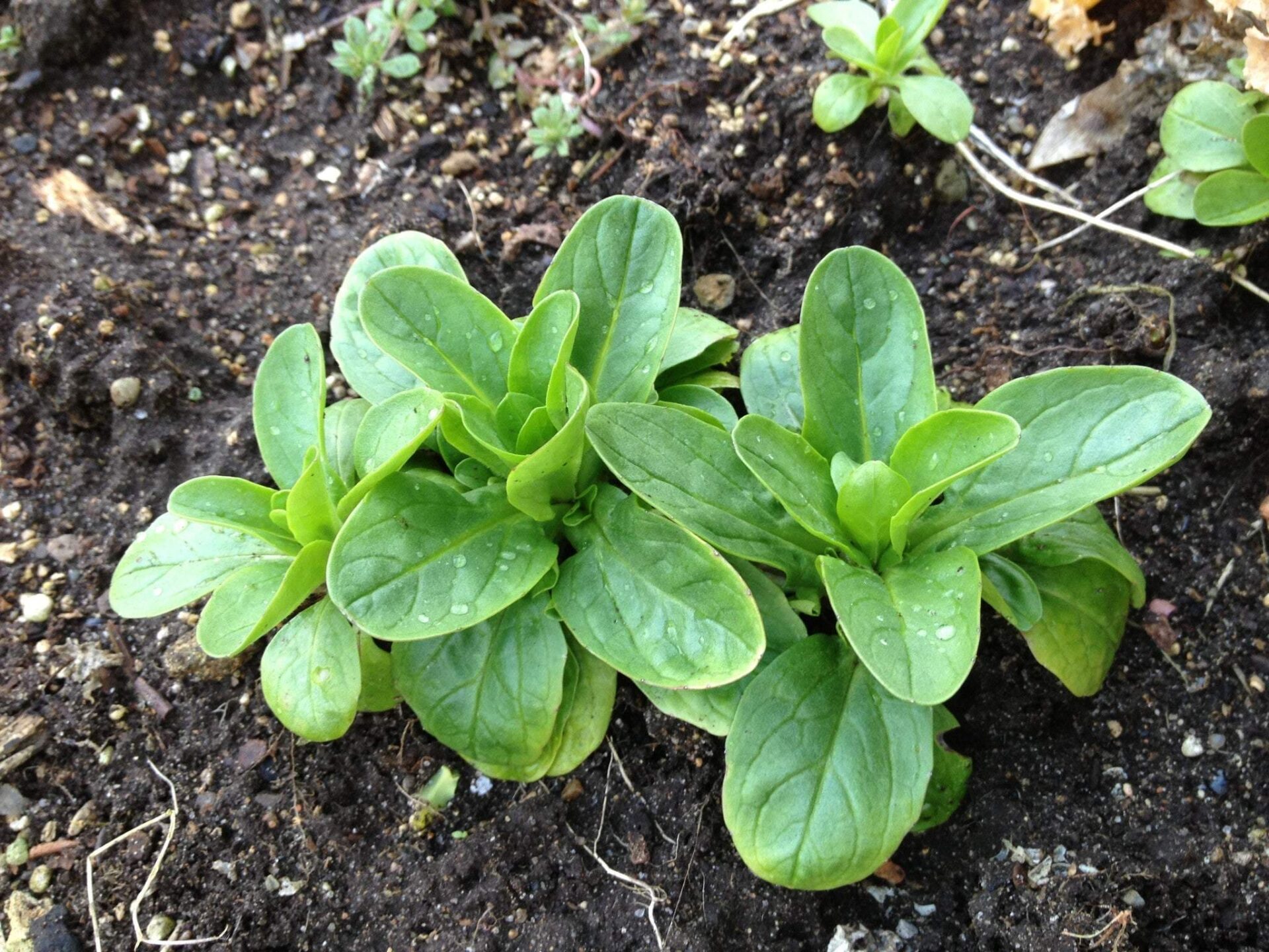 37 Winter Vegetables to Grow: Complete Cold-Weather Guide