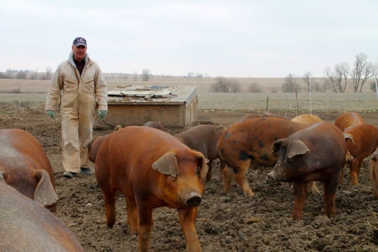 Why Duroc Pigs Are Every Farmer's Secret to Profit In 2025