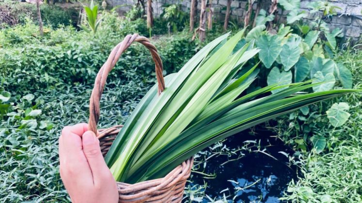 How to Grow & Care for Pandan Plants: Tips for Beginners