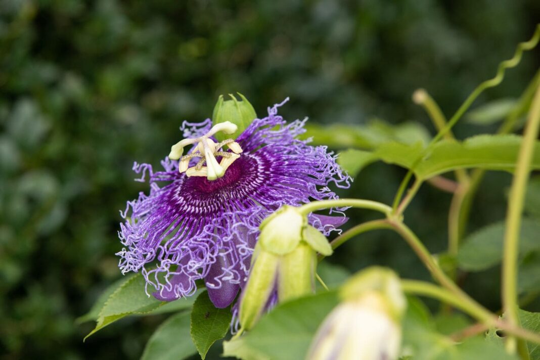 How to Grow And Care For Purple Passion Flowers (Maypop)