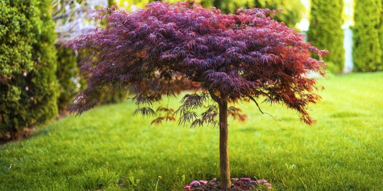 100+ Purple Leaf Plants To Create a Dramatic Garden Display