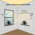 How to Grow & Care for Pandan Plants: Tips for Beginners