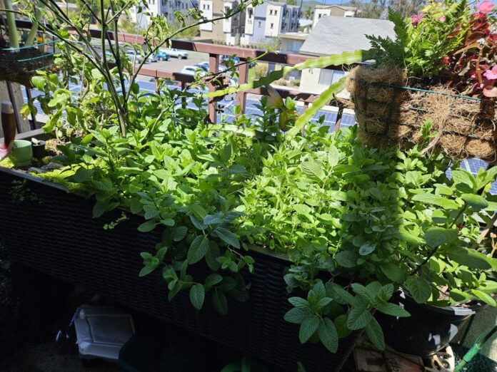 Companion Planting Guide: 422 Plant Combinations That Work
