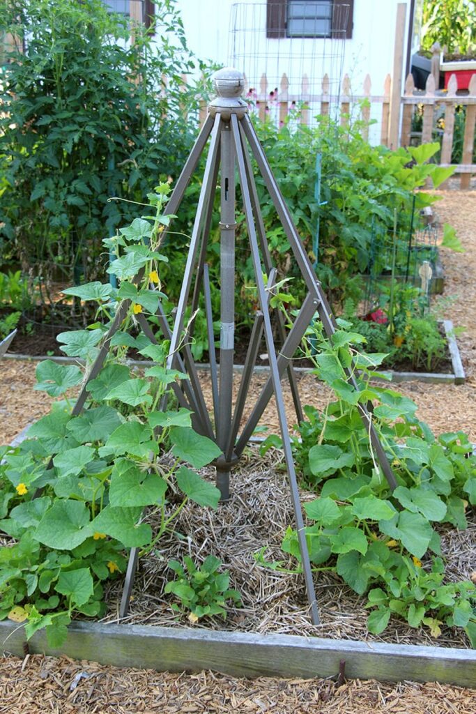25+ Creative Pole Bean Support Ideas That Actually Work