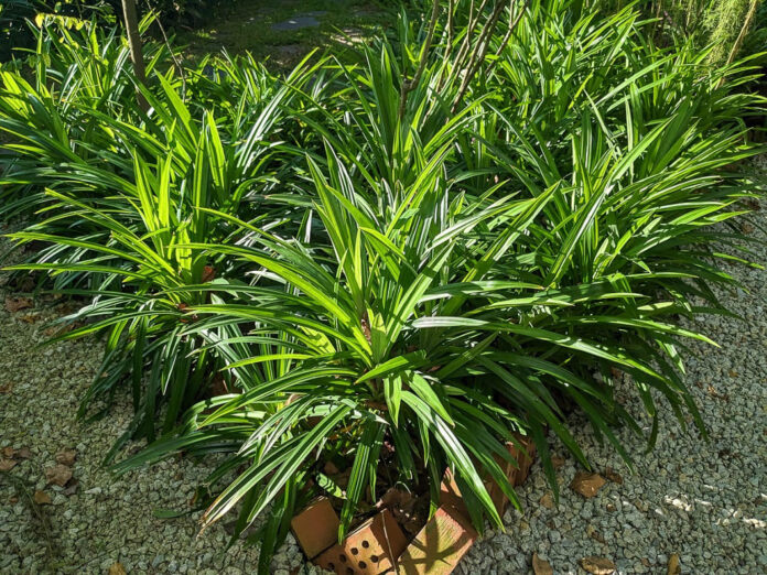 How to Grow & Care for Pandan Plants: Tips for Beginners