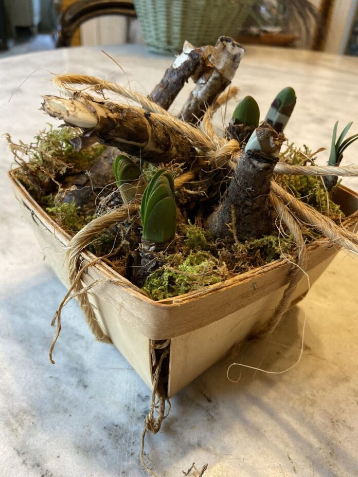 How to Grow Surprise Lilies: Care, Planting & Design Tips