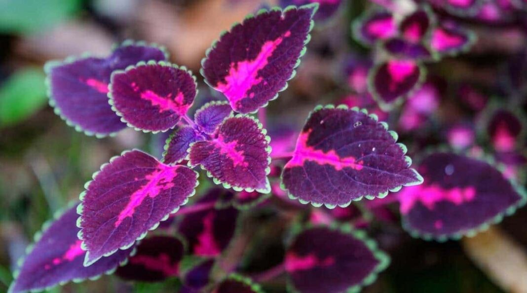 100+ Purple Leaf Plants To Create a Dramatic Garden Display