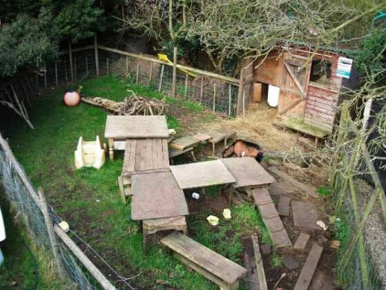 Everything You Need to Know Before Getting Pygmy Goats