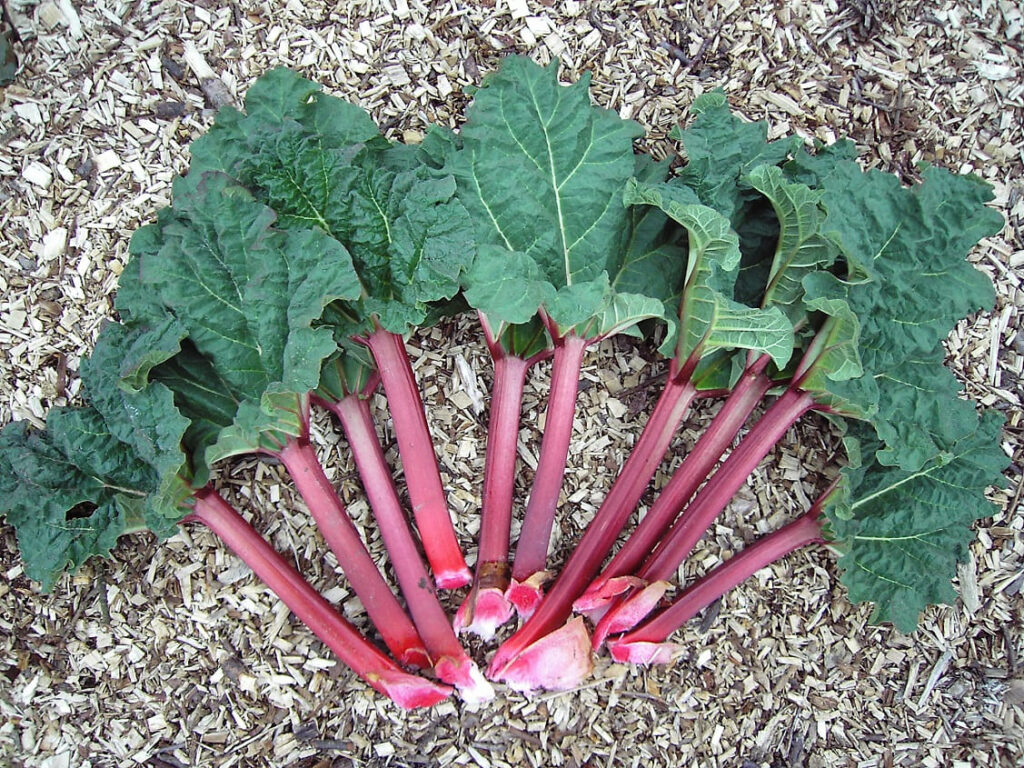 Top 35+ Perennial Root Vegetables for a Low-Effort Garden