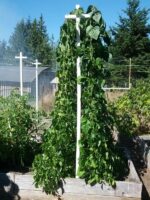 25+ Creative Pole Bean Support Ideas That Actually Work