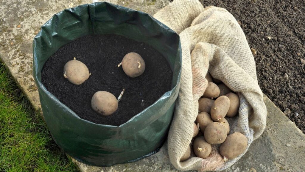 How to Grow Potatoes in Buckets (Even in Small Spaces!)