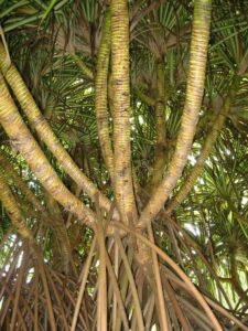 How to Grow & Care for Pandan Plants: Tips for Beginners