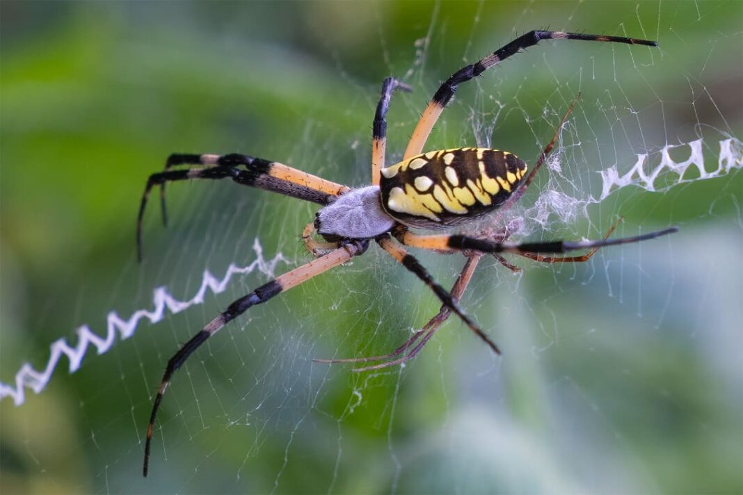 How to Attract Yellow Garden Spiders for Pest-Free Gardening
