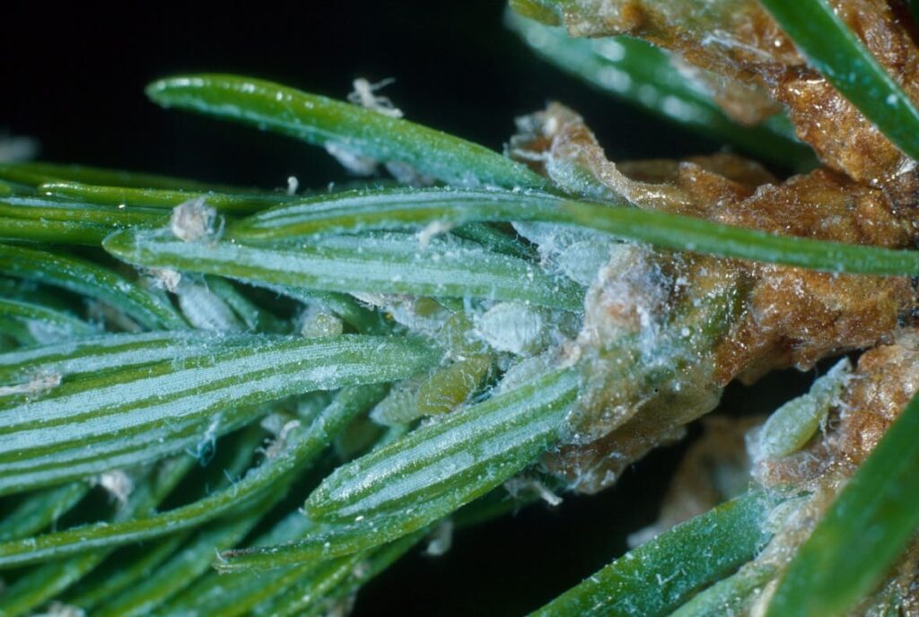 50+ Common Christmas Tree Bugs And How to Get Rid Of Them