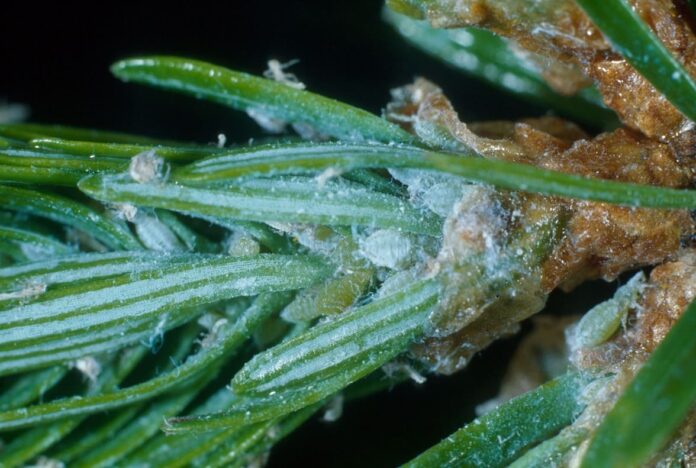 50+ Common Christmas Tree Bugs And How to Get Rid Of Them