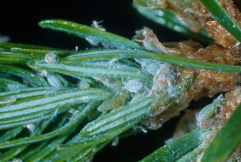 50+ Common Christmas Tree Bugs And How to Get Rid Of Them