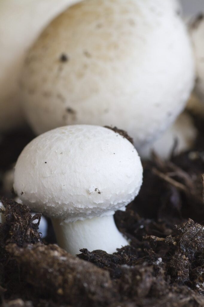 25+ Types of Mushrooms You Should Try & How to Cook Them