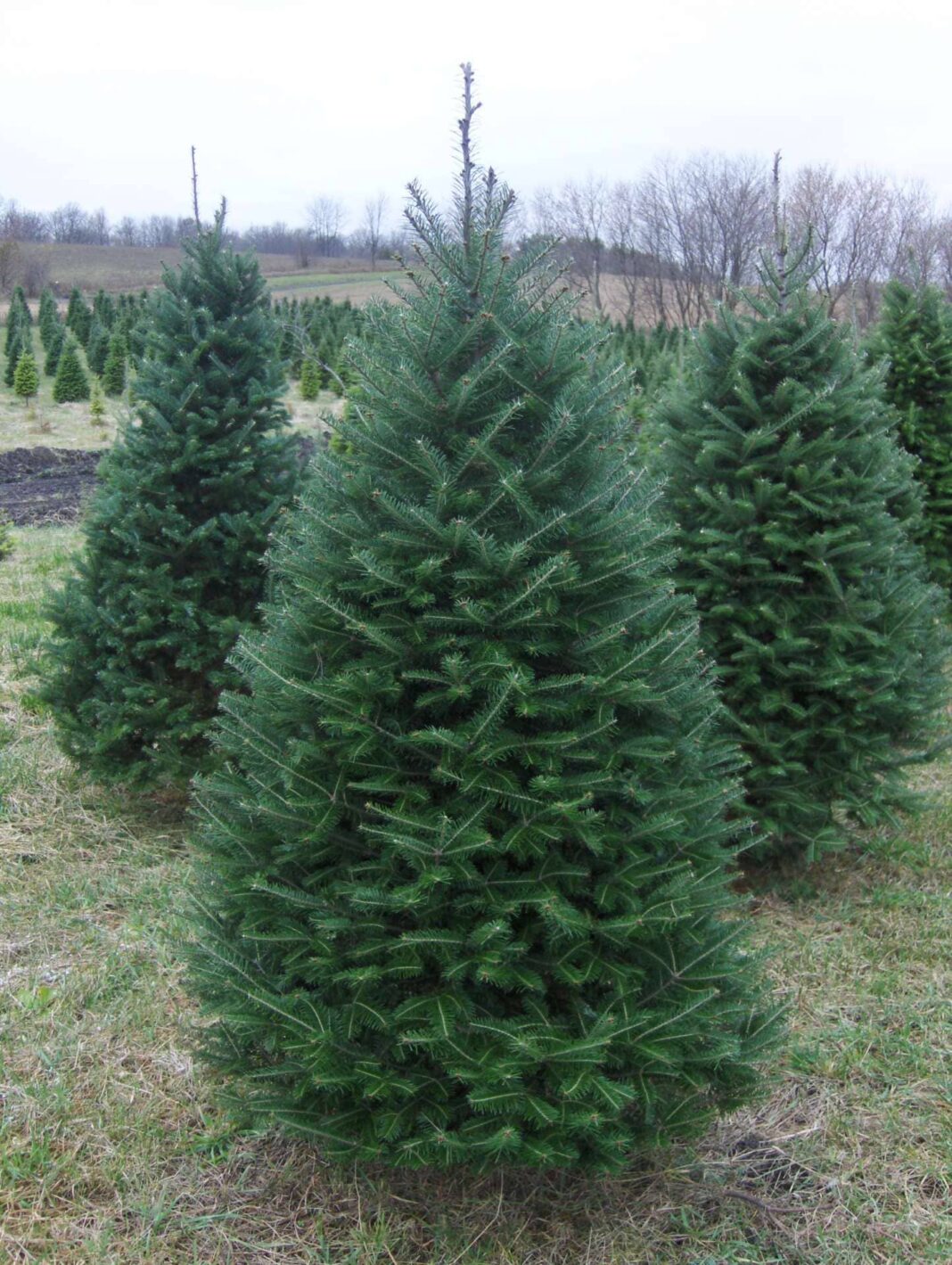 22+ Popular Types of Christmas Trees: Pros & Cons Explained