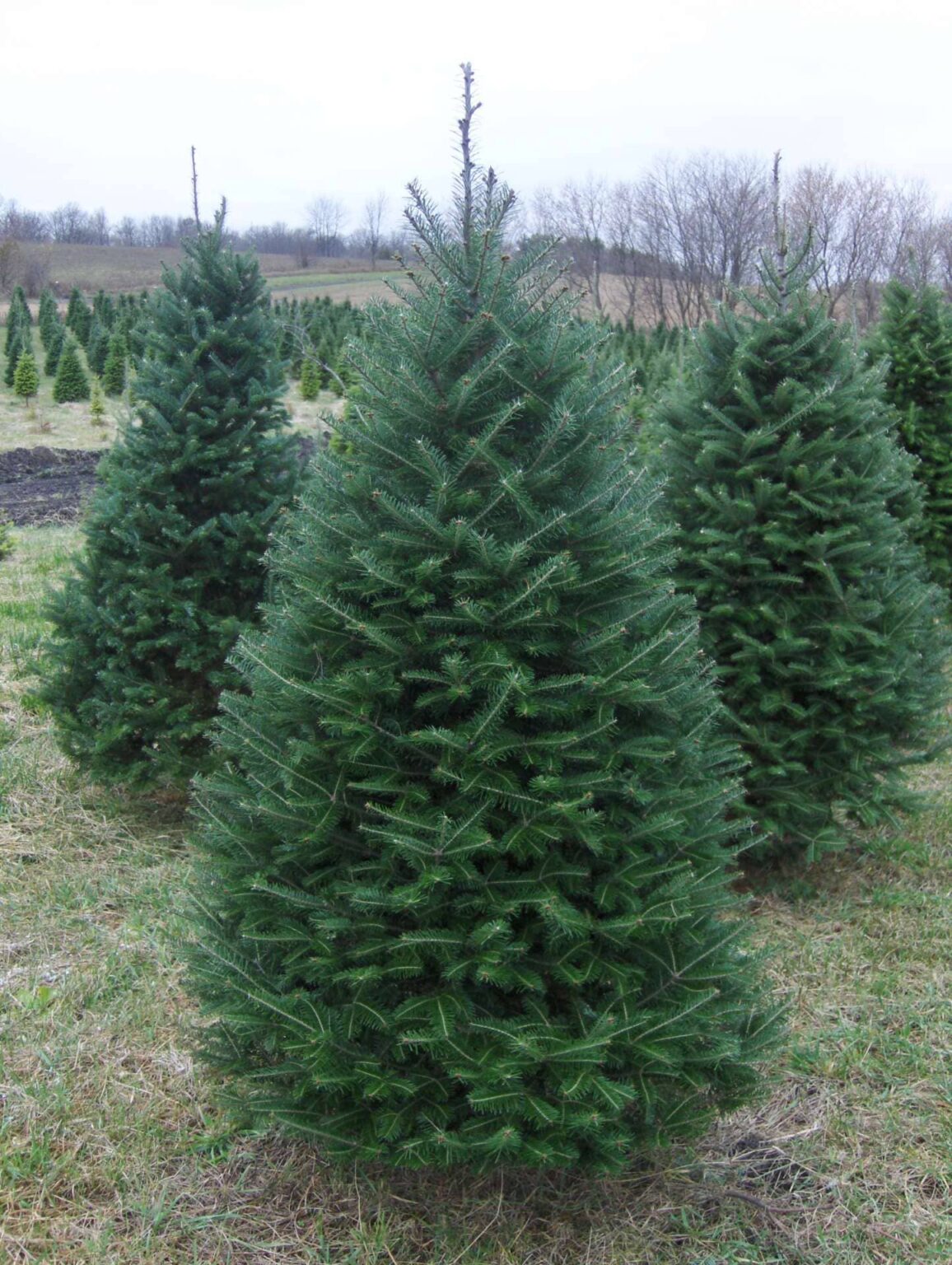 22+ Popular Types of Christmas Trees: Pros & Cons Explained