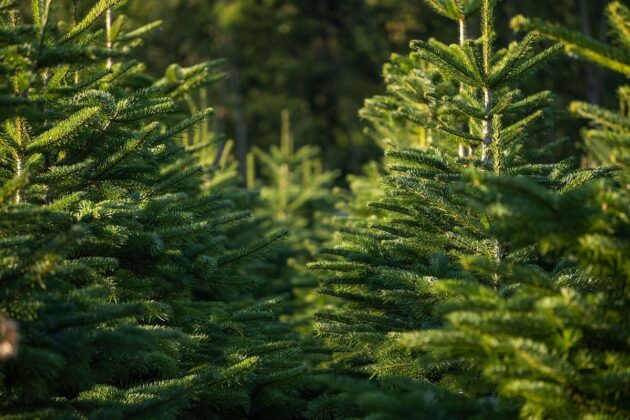 22+ Popular Types of Christmas Trees: Pros & Cons Explained